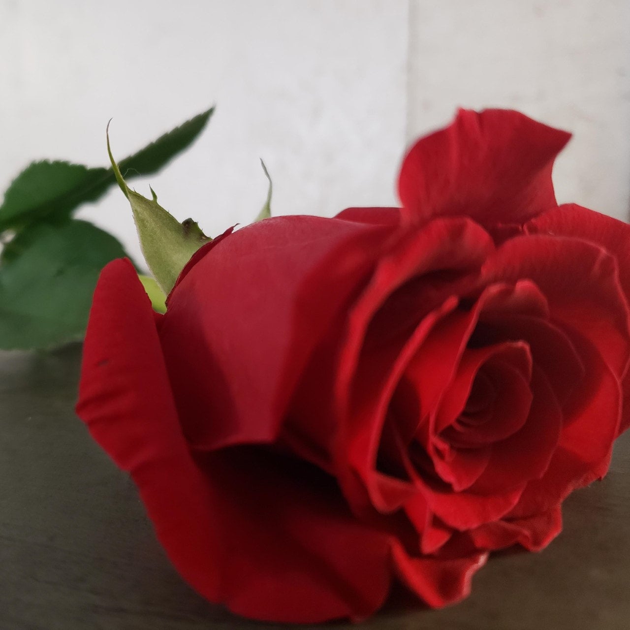 Dozen Wrapped Roses | My Site